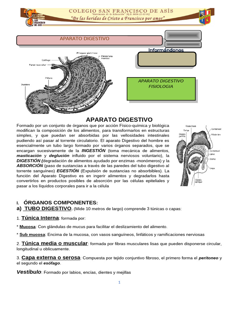 FICHA ANATOMIA APA DIGESTIVO 1 de Sec | PDF | Digestión | Sistema ...