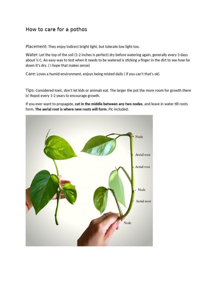 Pothos Plant Care Guide | PDF