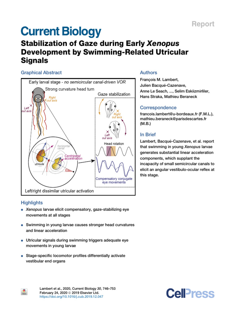 Stabilization of Gaze During Early em Xenopus em | PDF | Vestibular ...
