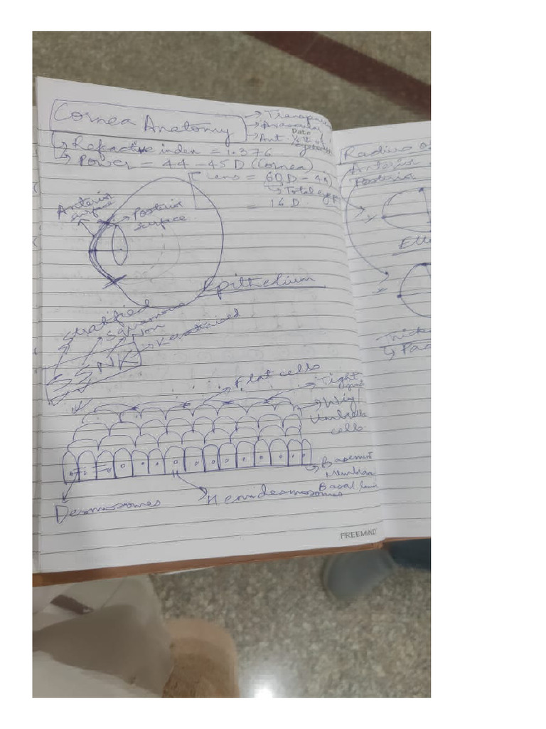 Cornea Anatomy | PDF