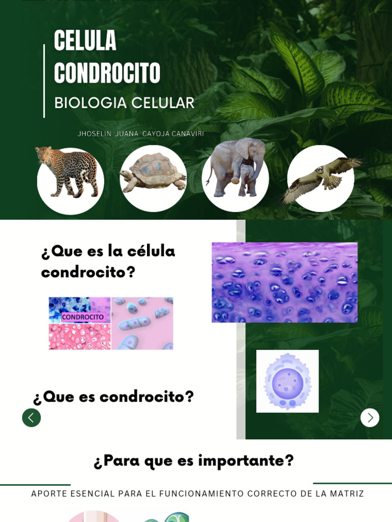 Funciones del Condrocito en Cartílago | PDF