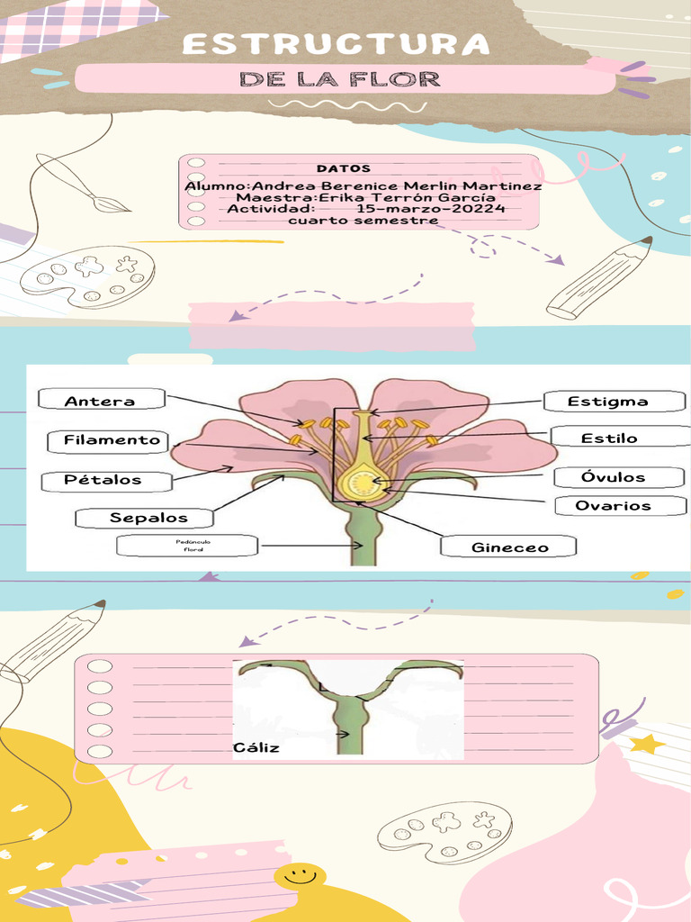 Estructura de la Flor: Componentes Clave | PDF