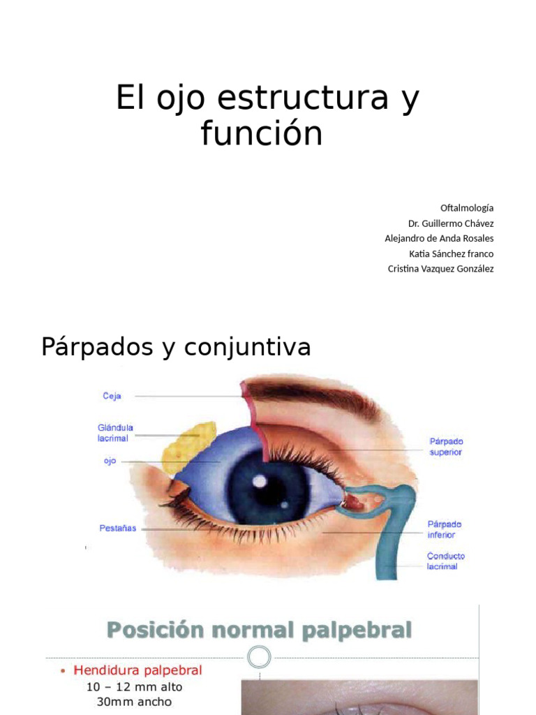 El Ojo Estructura y Función | PDF | Ojo humano | Percepción visual