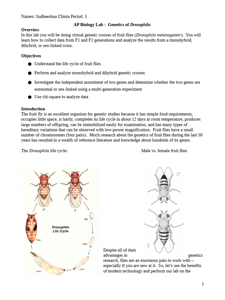 Sudheeshna Chinta AP Fruit Fly Lab 2023 | PDF | Chi Squared Test | Genotype