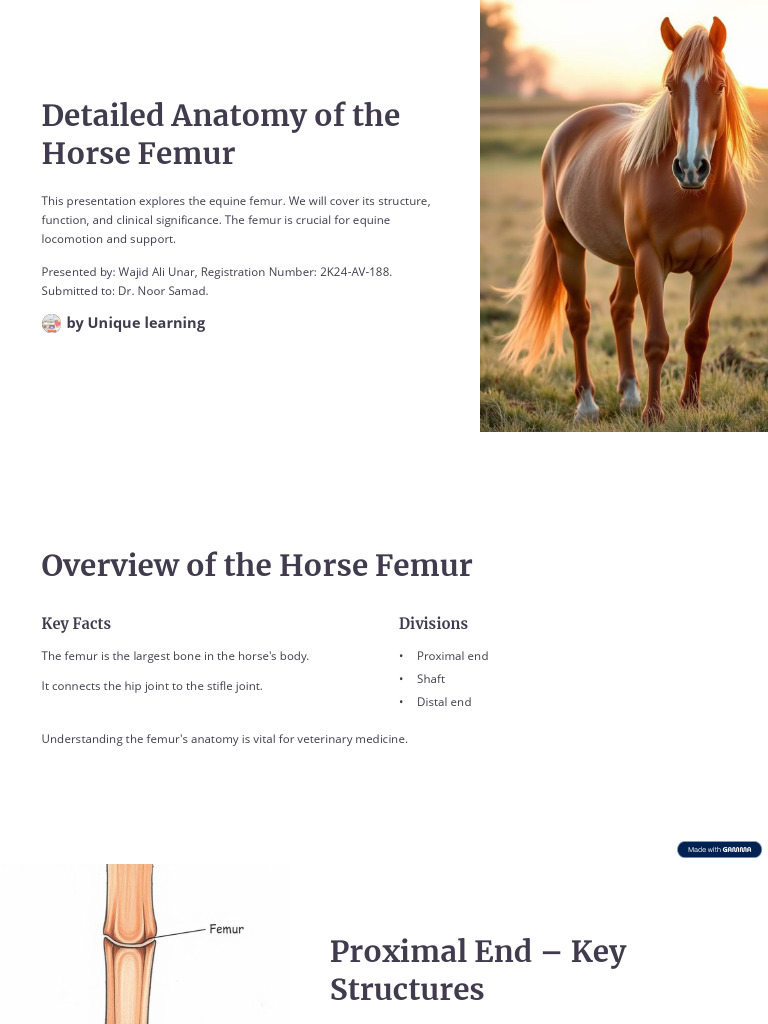 Detailed Anatomy of The Horse Femur | PDF | Human Anatomy | Skeletal System