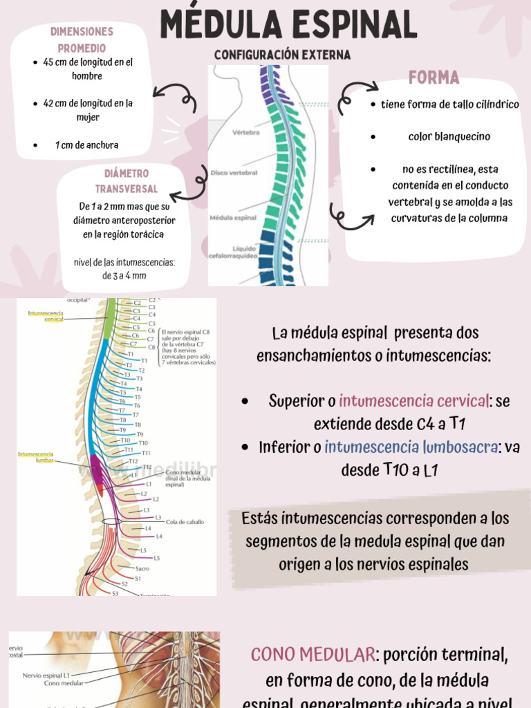 Intumescencias de la Médula Espinal | PDF | Médula espinal | Anatomía ...