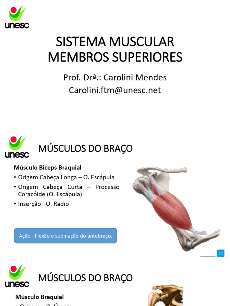 Anatomia dos Músculos dos Membros | PDF | Membros (anatomia) | Anatomia ...