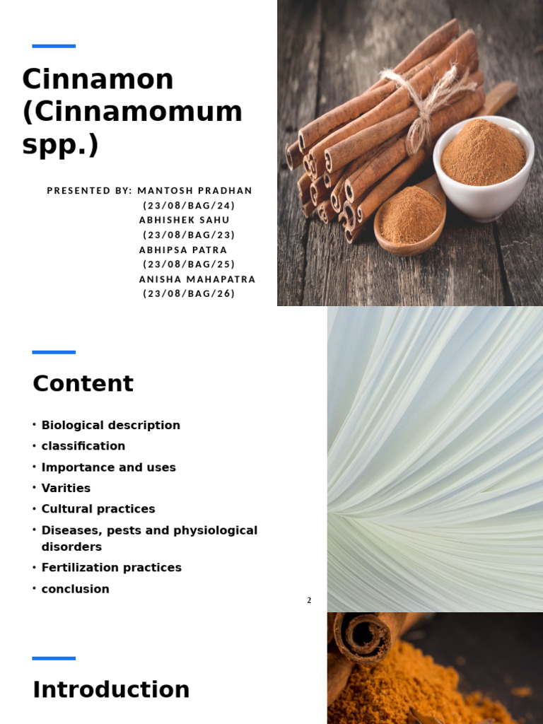 Overview of Cinnamon Cultivation | PDF | Cinnamon | Botany