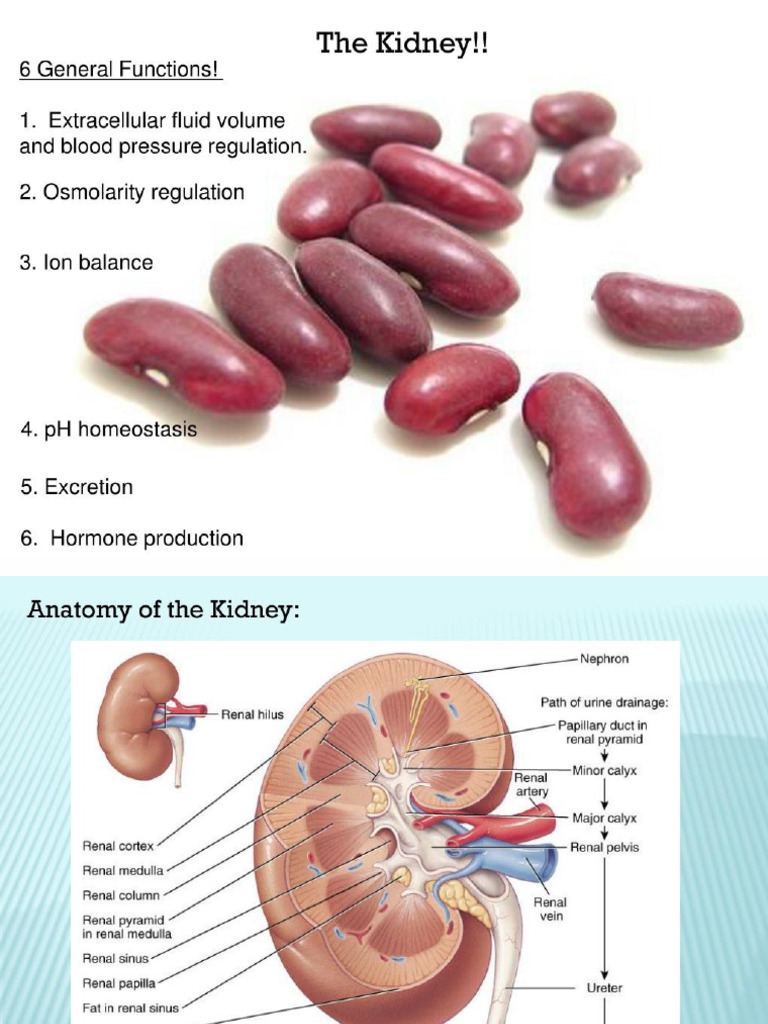 Kidney Structure | PDF
