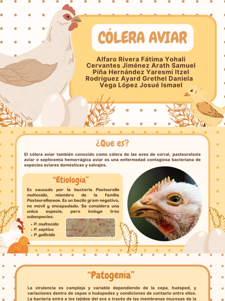 Cólera Aviar | PDF | Enfermedades y trastornos | Microbiología