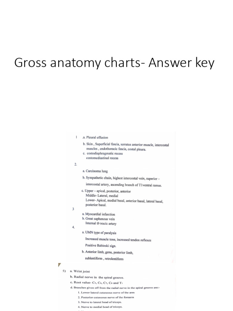 Gross Anatomy Charts-Answer Key | PDF