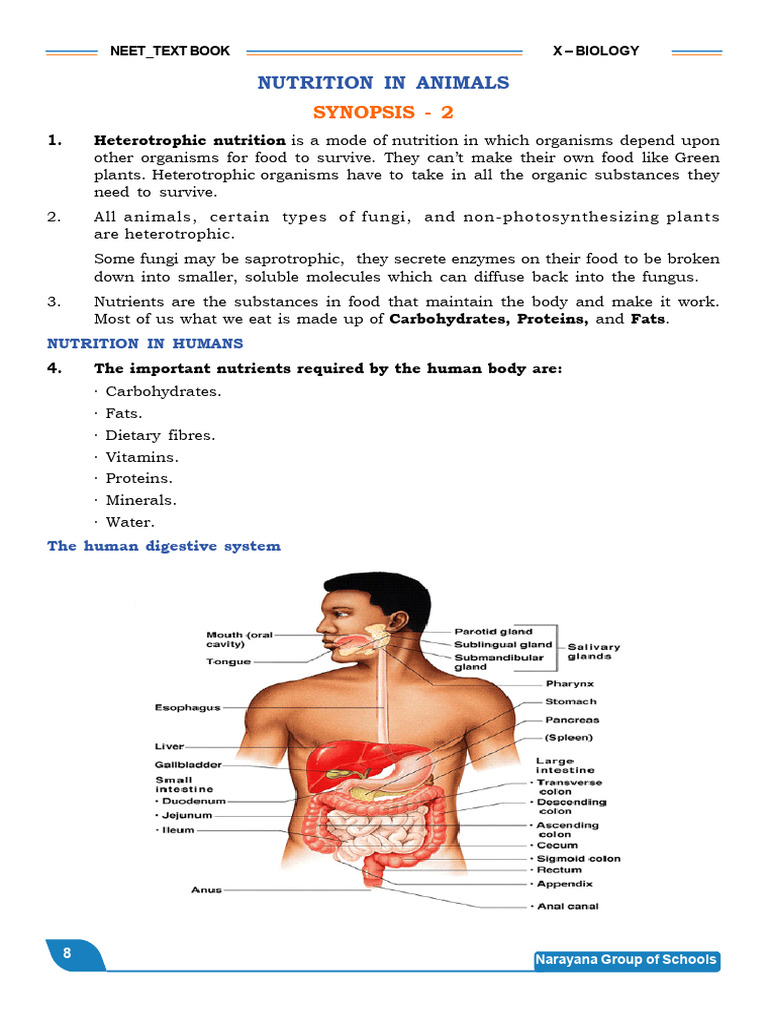 02 - X - NUTRITION IN ANIMALS - NEET - BIO - (8 To 19) | PDF ...