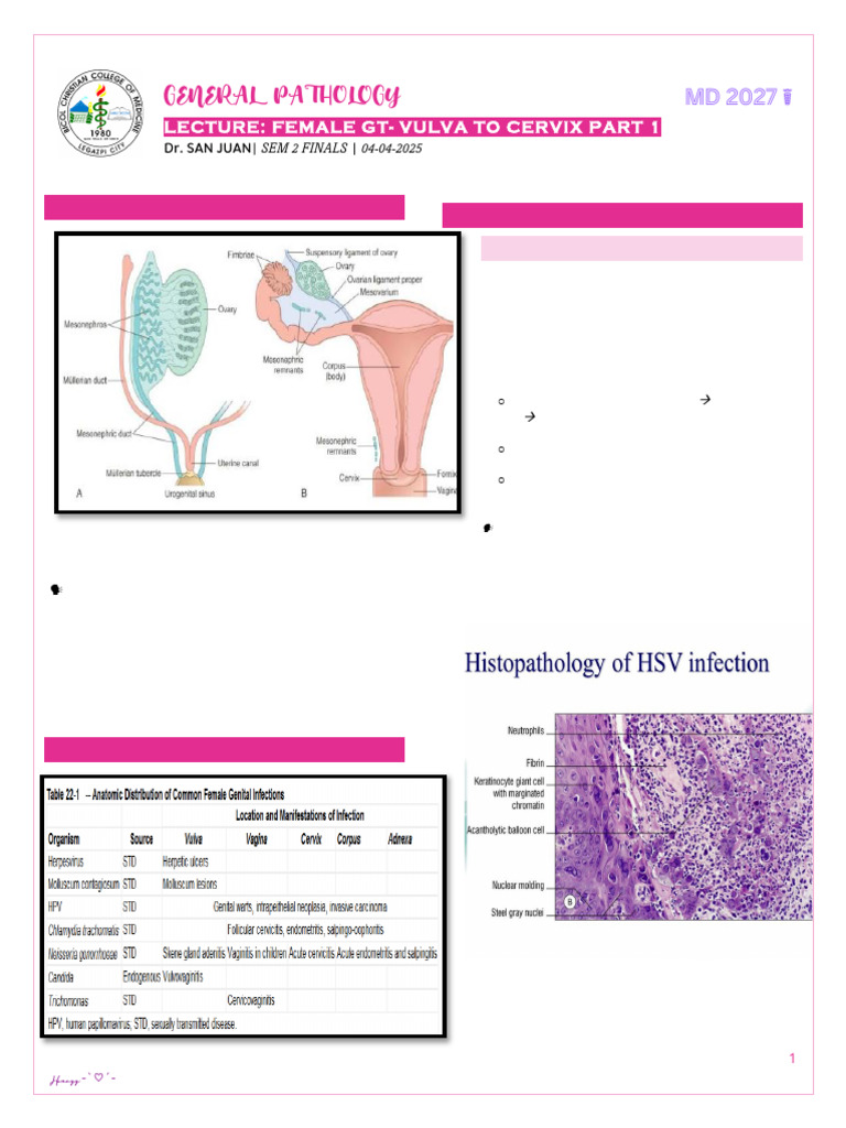 FGT Pathology Part 1 - Vulva Cervix | PDF | Metastasis | Epithelium