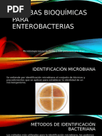 Prueba de Ureasa en Bacterias | PDF | Las bacterias | Química