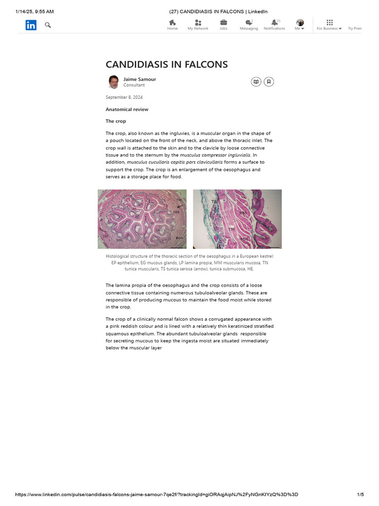 CANDIDIASIS IN FALCONS - LinkedIn | PDF | Esophagus | Anatomy