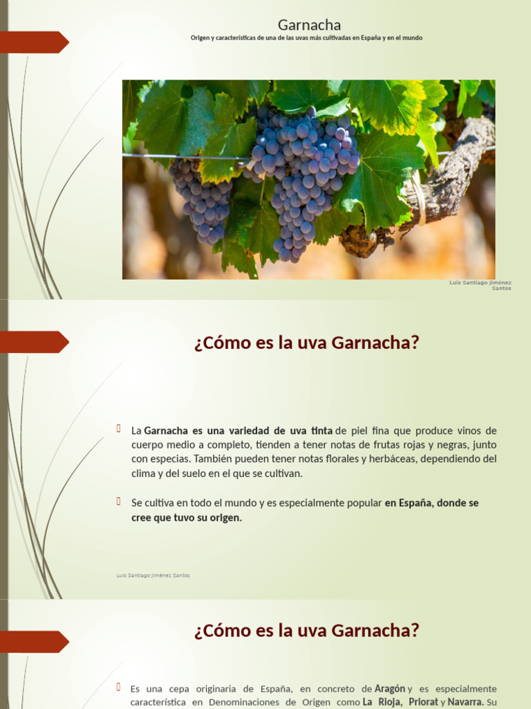 Uva Garnacha: Origen y Variedades | PDF | Vino | Uva