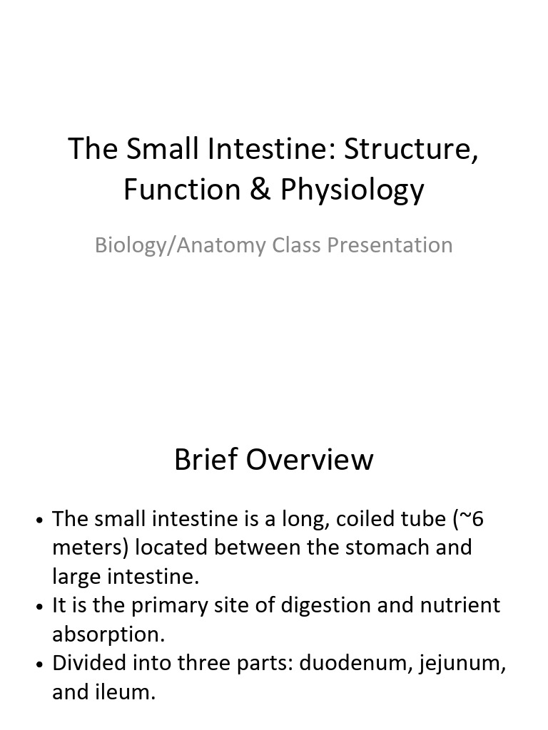 Small Intestine Presentation - PPTX 20250507 122637 0000 | PDF