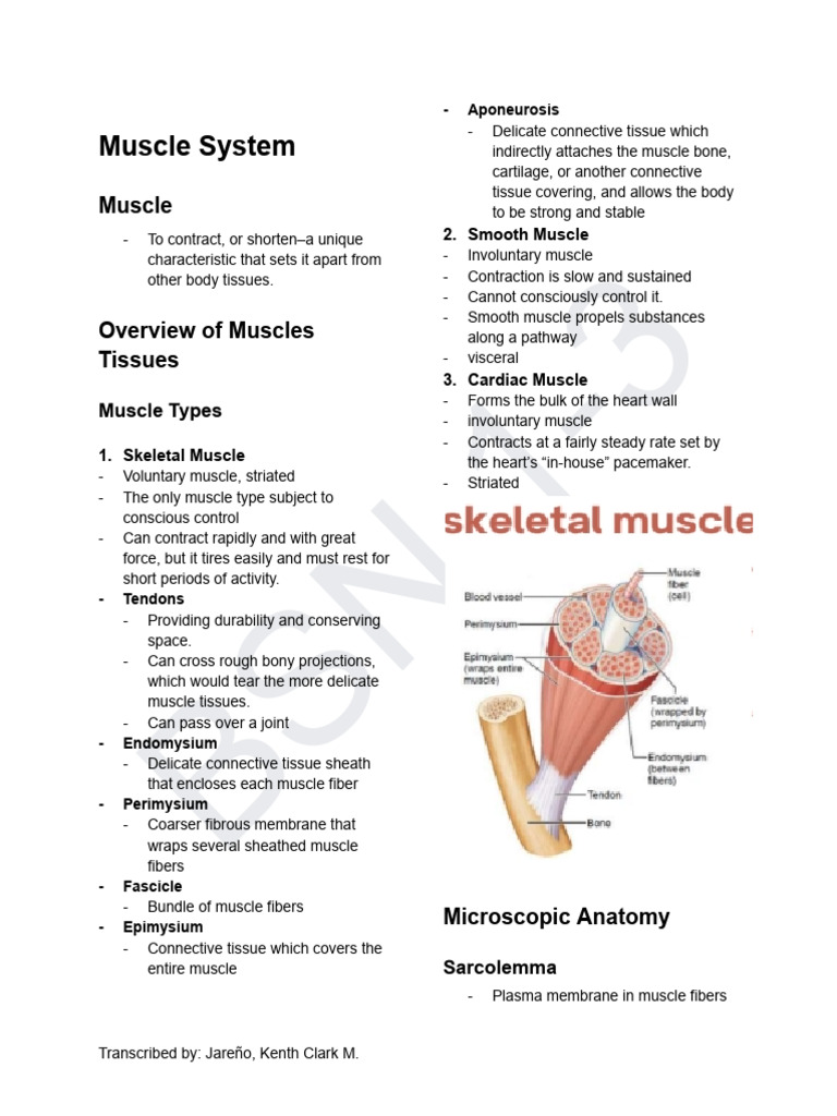 Muscle Review For Anaphy | PDF | Muscle Contraction | Skeletal Muscle