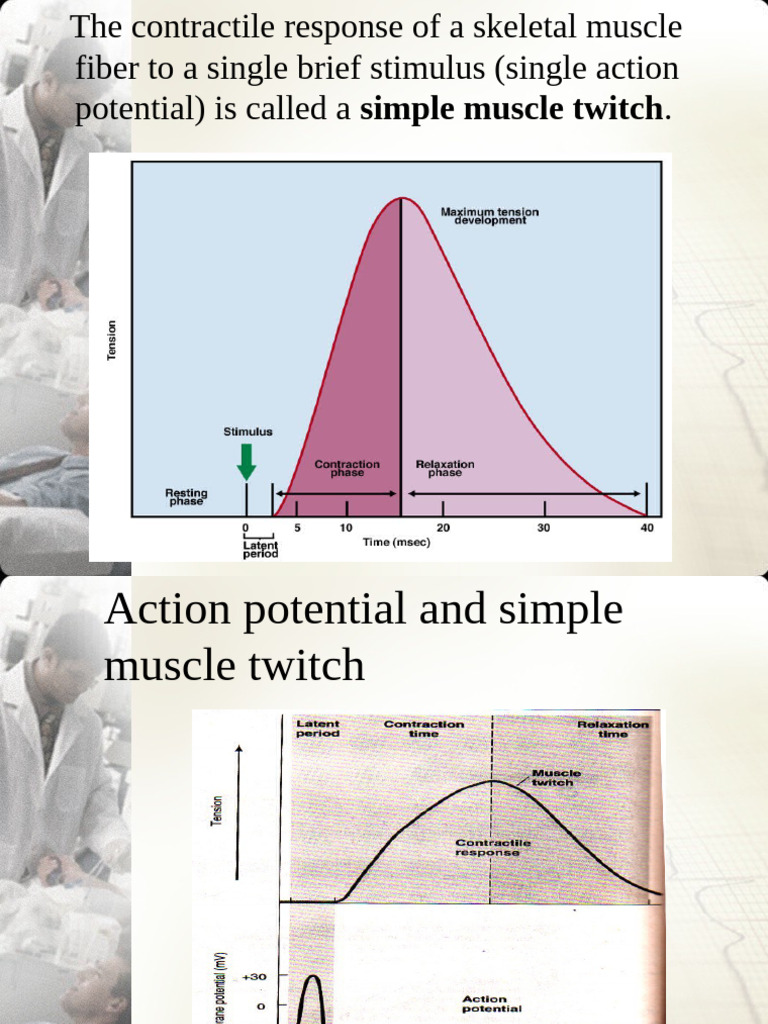 Muscle Contraction Mechanisms Explained | PDF | Muscle Contraction ...