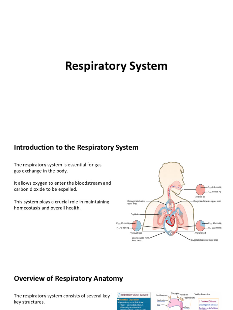 Respiratory System,nasal Cavity,pharynx,larynx,epiglottis,trachea ...