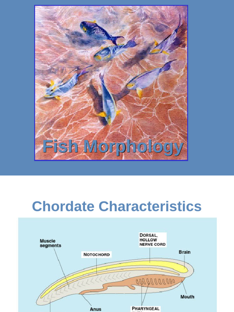 Fish Morphology and Adaptations Guide | PDF | Mimicry | Fish