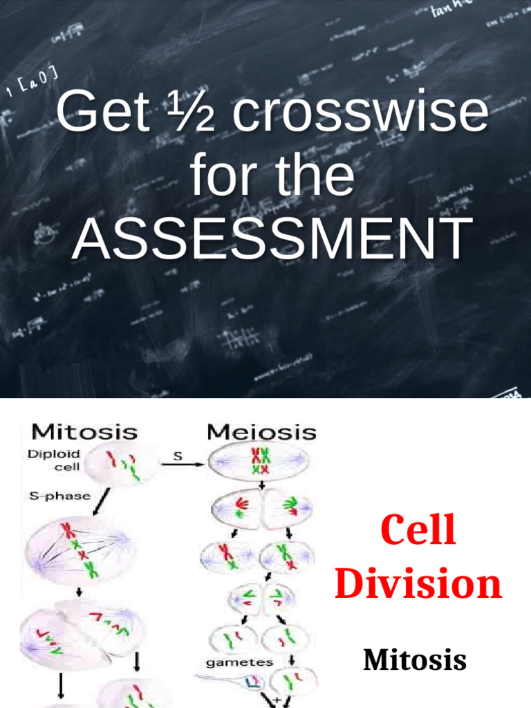 Cell Cycle & Division - Mitosis | PDF | Mitosis | Cell (Biology)
