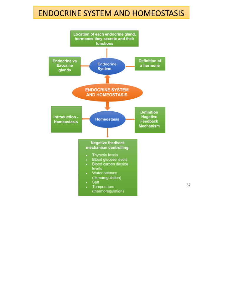 Endocrine System and Homeostasis | PDF