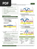 Endoskeleton of The Chicken | PDF | Vertebra | Vertebral Column