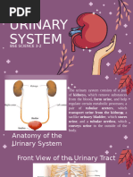 Excretory System of Frog | PDF | Kidney | Urinary System