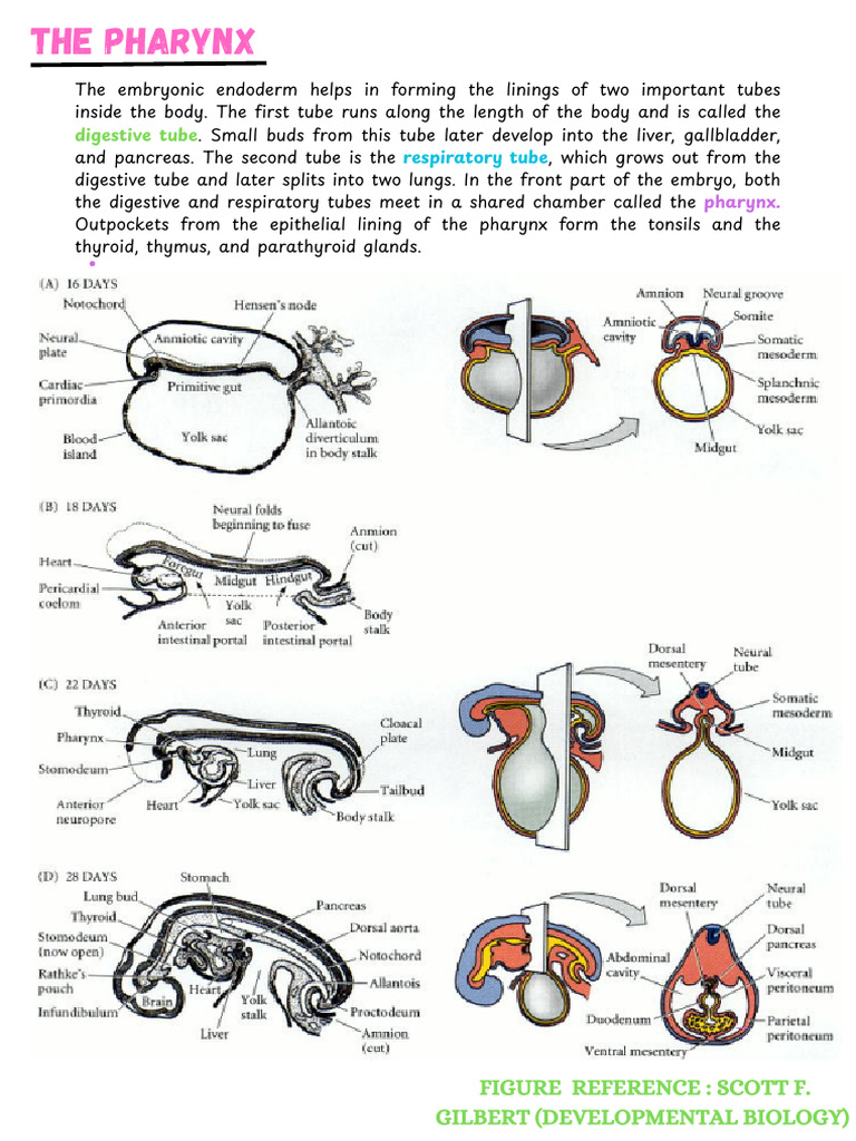 Pharynx Development in Embryology | PDF | Gastrointestinal Tract | Biology
