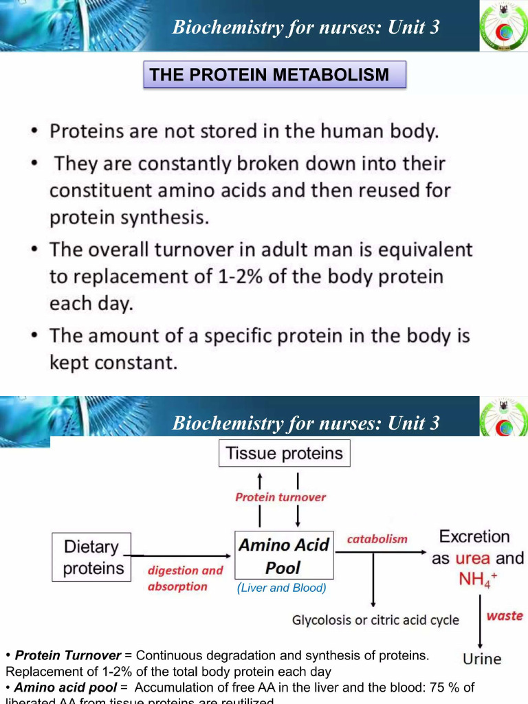 The Proteins Metabolism | PDF