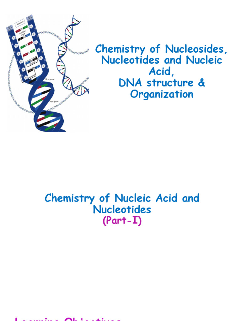 52 MBBS, Introduction To DNA & RNA, DNA Structure & Organization | PDF ...