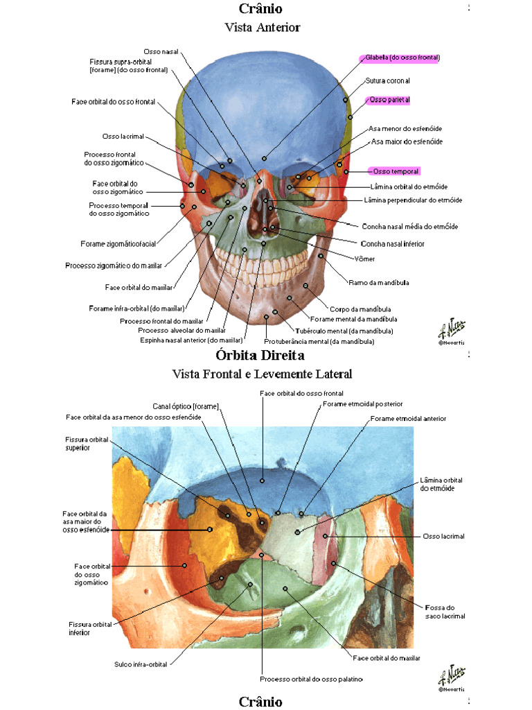 Atlas de Anatomia Humana - Netter | PDF