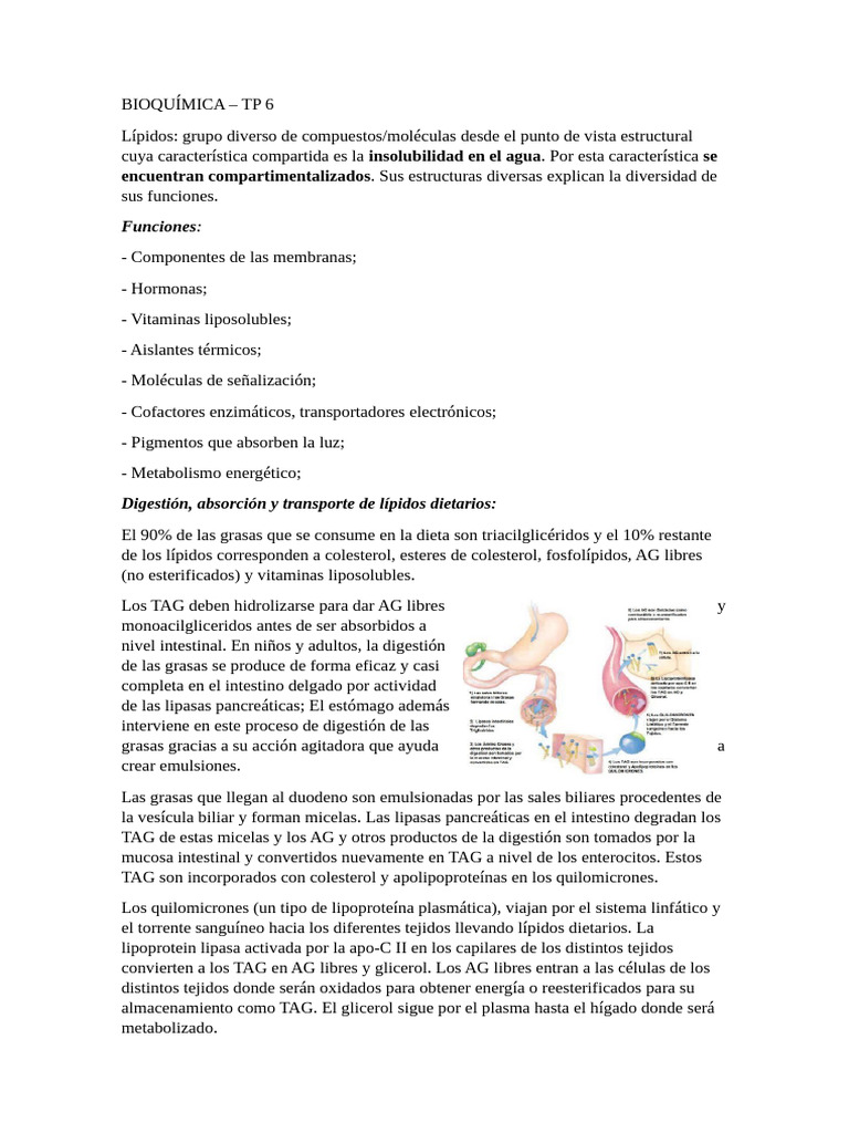 Bioquímica TP 6 | PDF | Digestión | Bilis