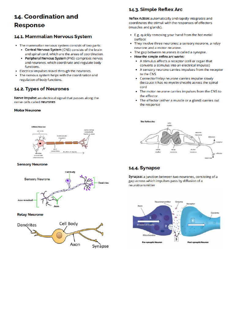 CAIE IGCSE Biology Study Guide | PDF | Photosynthesis | Cartesian ...