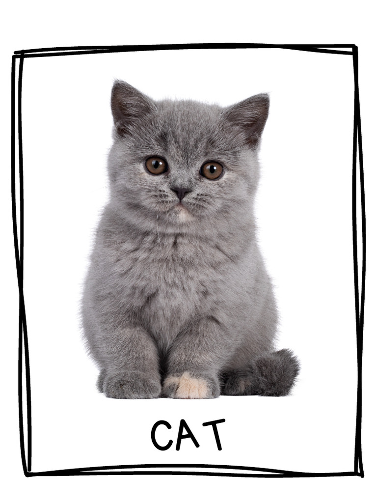 Cat Card | PDF