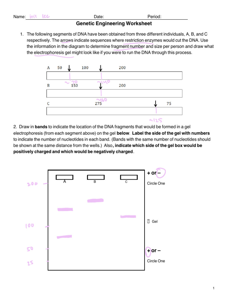 MI H+S2+Genetic+Engineering+Worksheet+2 | PDF