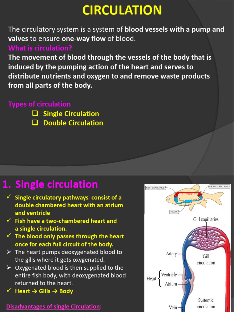 CIRCULATION_PPT | PDF