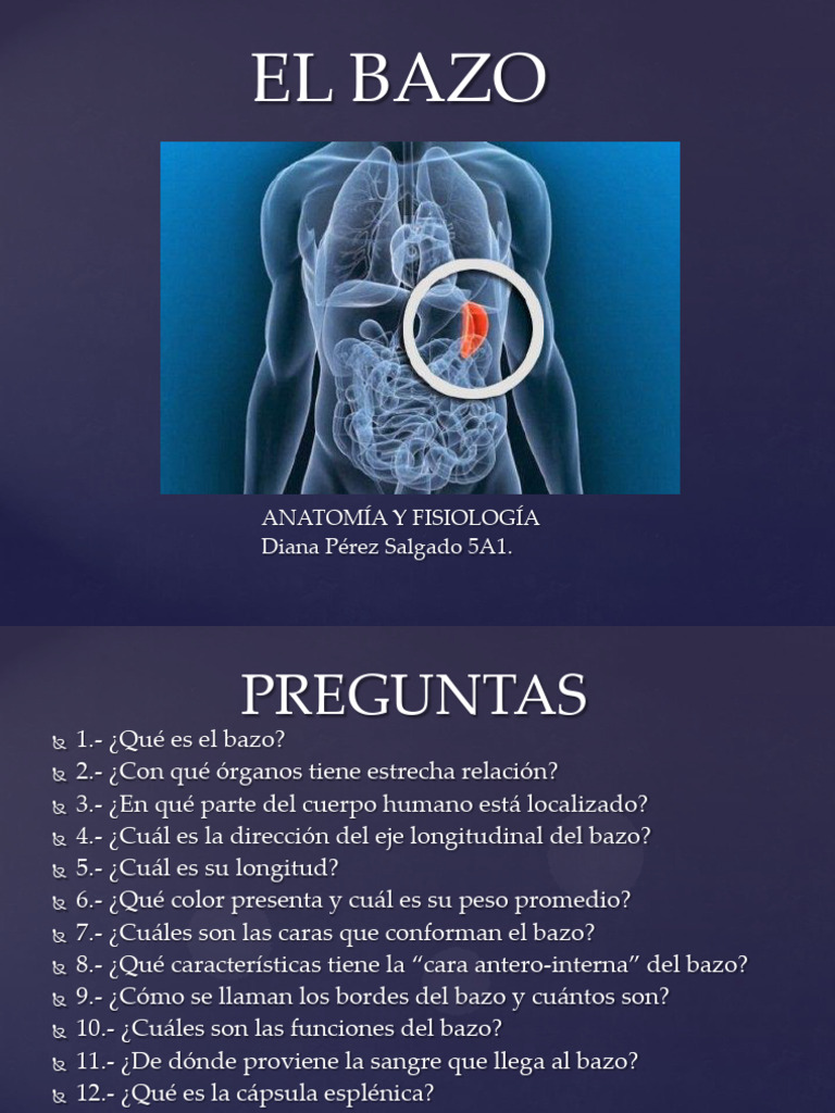 Anatomía y funciones del bazo humano | PDF | Bazo | Anatomía