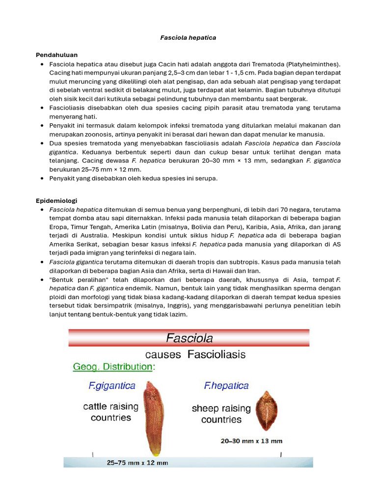 Fasciola Hepatica | PDF