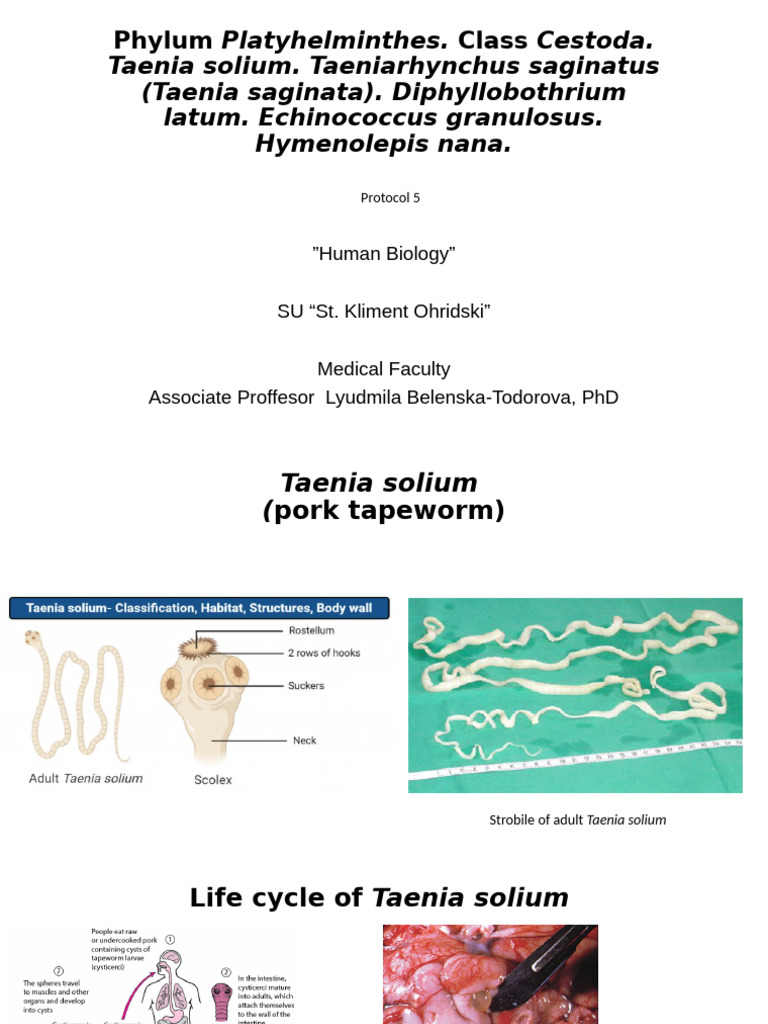 Practical 5 Cestoda | PDF