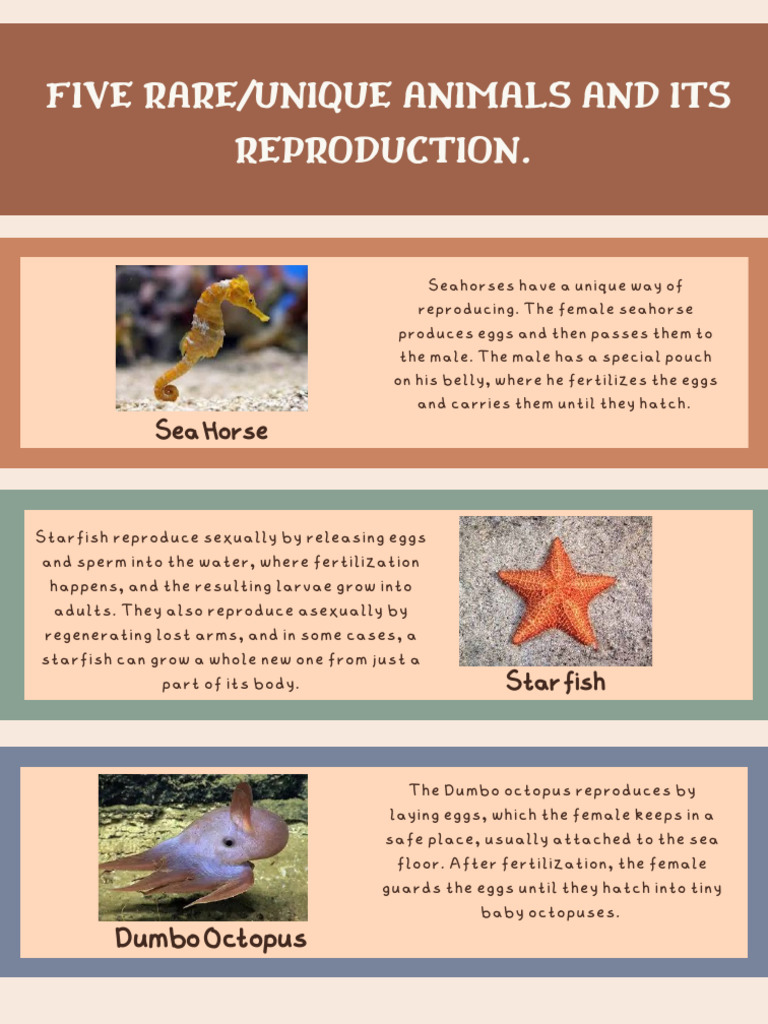 Types of Rock Classroom Earth Science Posters Bold Vintage | PDF