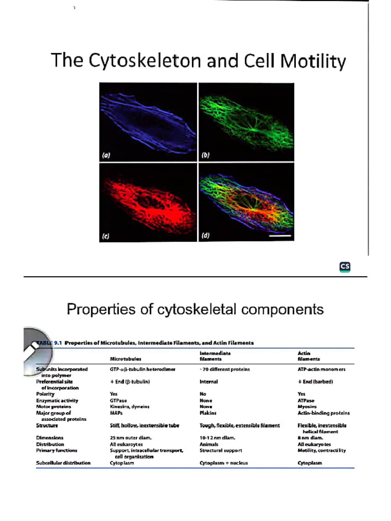 Cytoskeleton and Cell Cycle | PDF