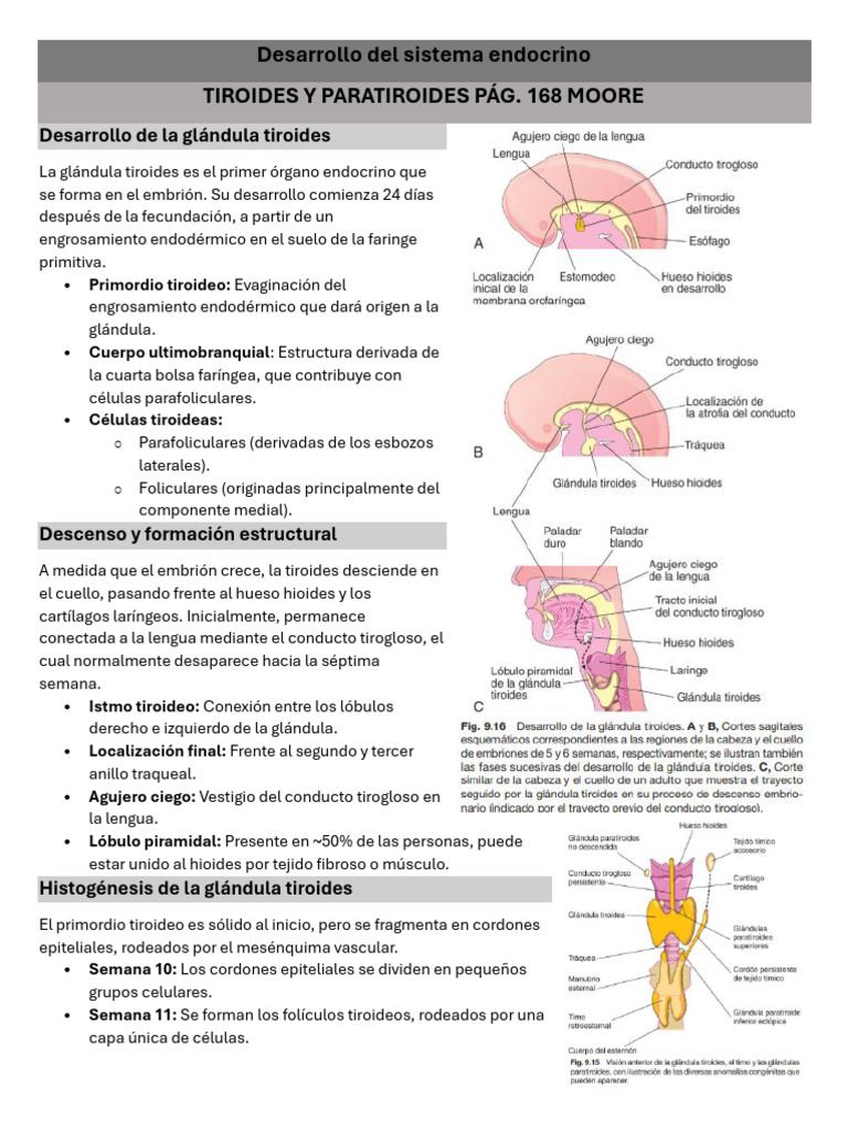 Desarrollo Del Sistema Endocrino | PDF | Páncreas | Tiroides