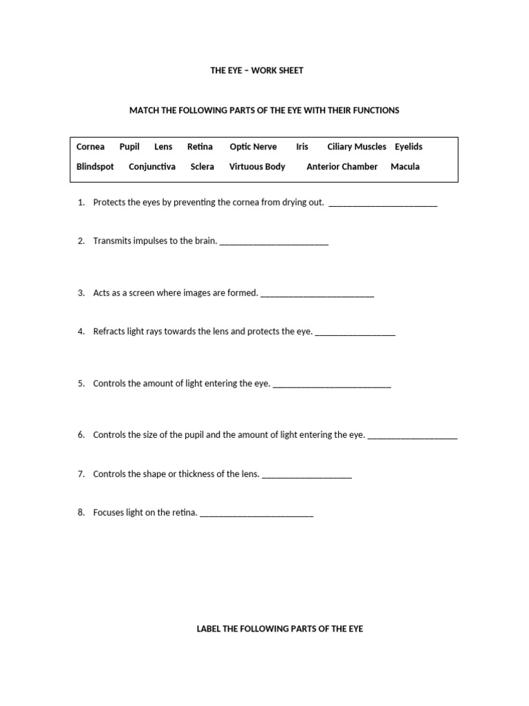 Eye Anatomy and Functions Worksheet | PDF