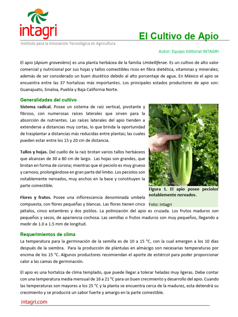 El Cultivo de Apio | PDF | Agricultura | Plantas