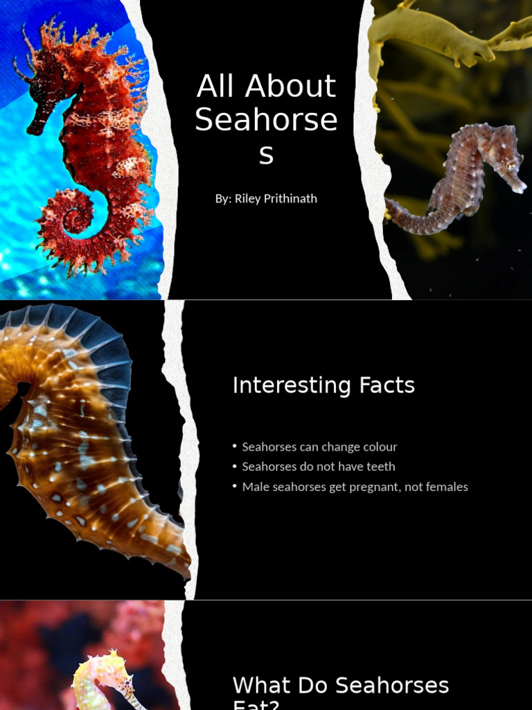 All About Seahorses | PDF
