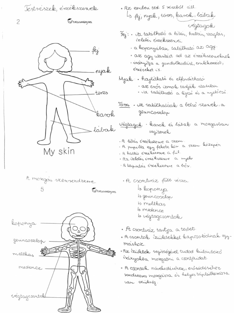 Emberi Test Összefoglaló | PDF