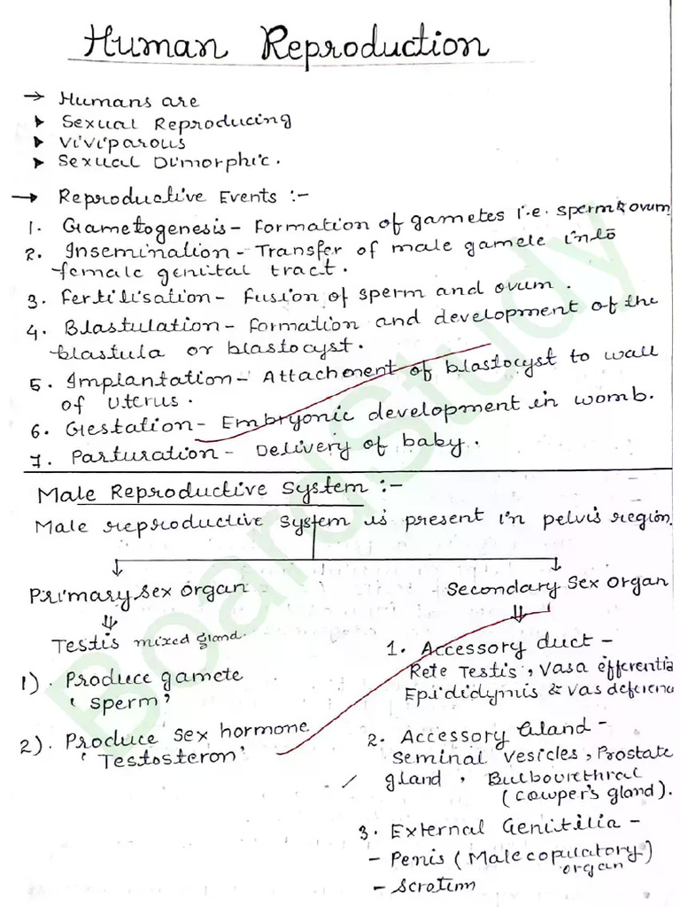 Human Reproduction Class 12 | PDF