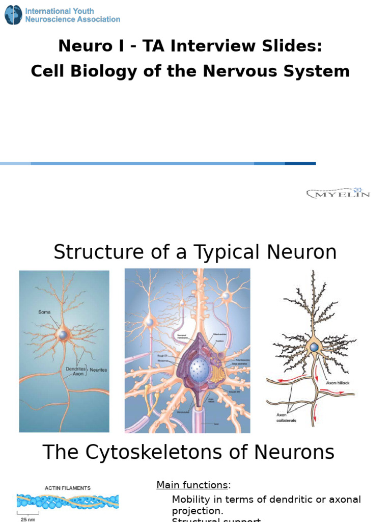 Interview Slides Neuro 1 | PDF | Neuron | Nervous System